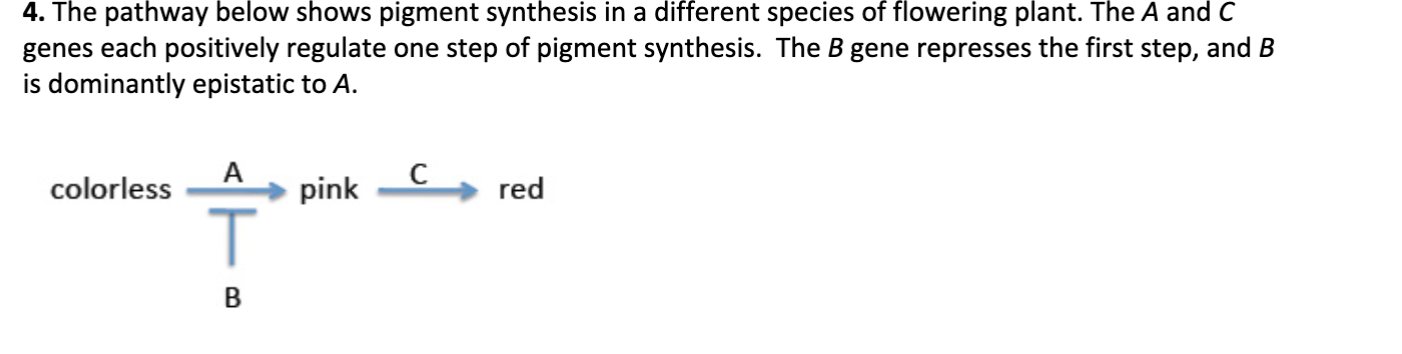 Solved 4. The pathway below shows pigment synthesis in a | Chegg.com