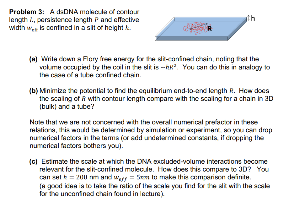 Solved Problem 3: A dsDNA molecule of contour length L, | Chegg.com