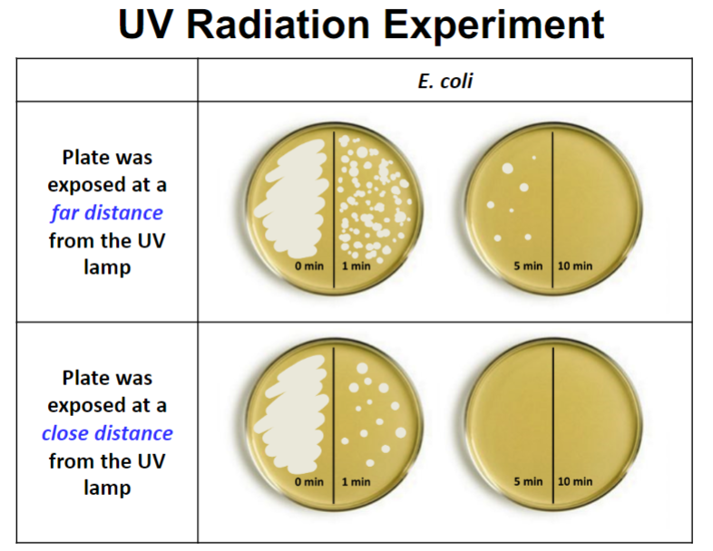 Solved UV Radiation Experiment 5. Based on the images | Chegg.com