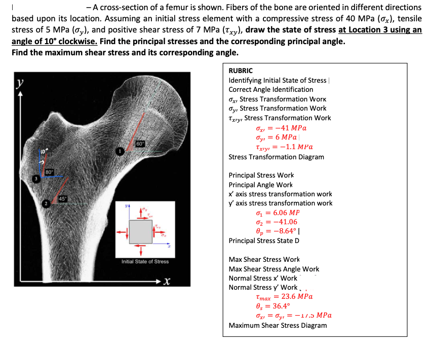 Solved - A cross-section of a femur is shown. Fibers of the | Chegg.com