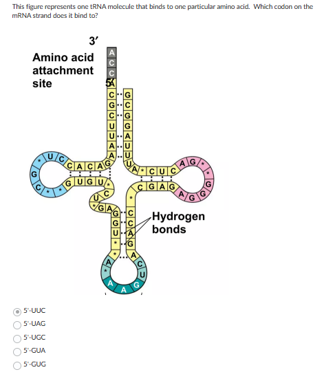 Solved This figure represents one tRNA molecule that binds | Chegg.com