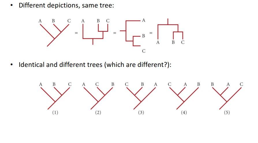 Solved - Different depictions, same tree: - Identical and | Chegg.com