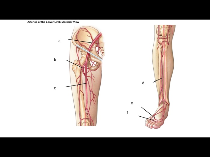 Solved Arteries of the Lower Limb: Anterior View Arteries | Chegg.com