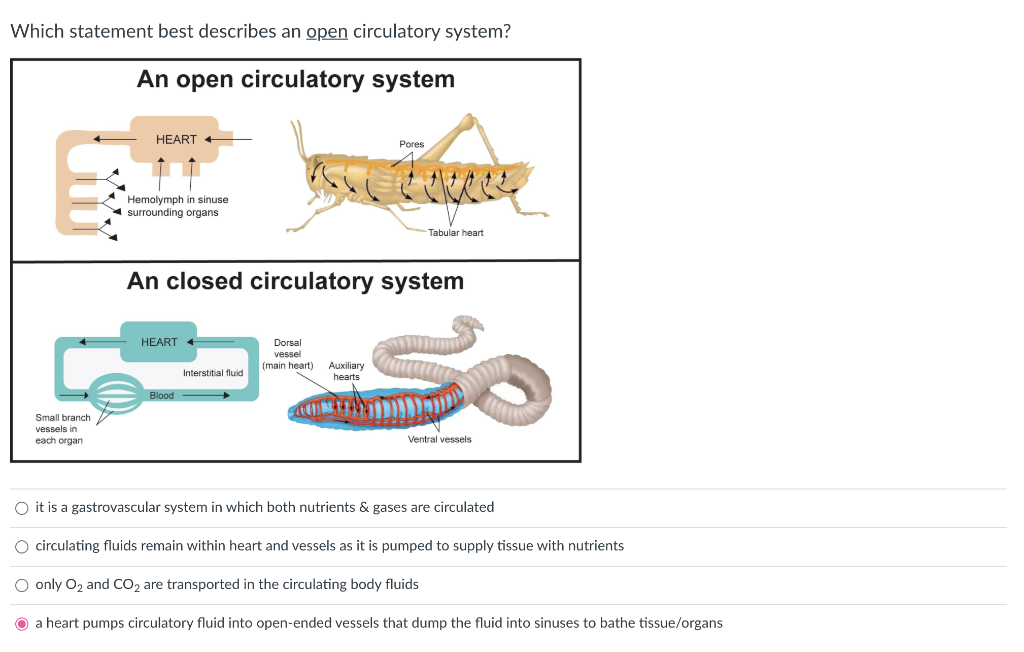 Solved Which statement best describes an open circulatory | Chegg.com