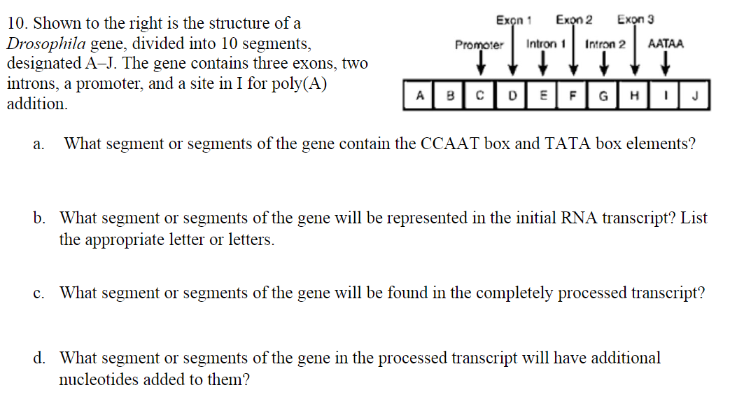 Solved Exon 1 Exon 2 Exon 3 Promoter Intron 1 Intron 2 AATAA | Chegg.com