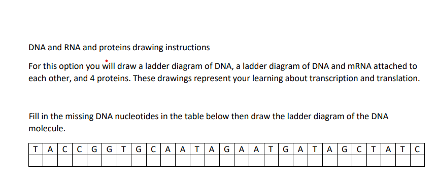 Solved DNA and RNA and proteins drawing instructions For | Chegg.com