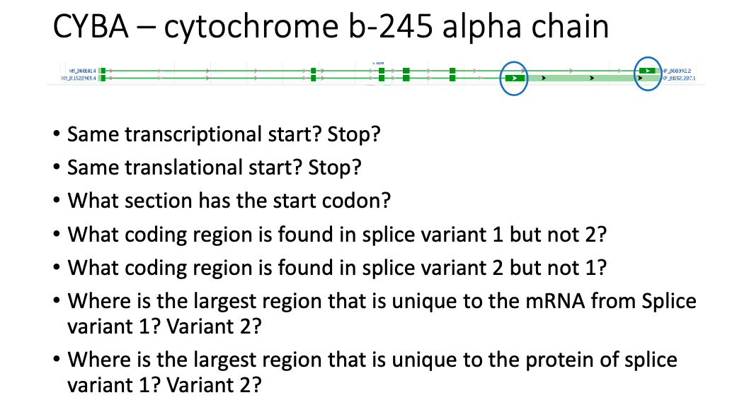 Solved CYBA - ﻿cytochrome b-245 ﻿alpha chainSame | Chegg.com