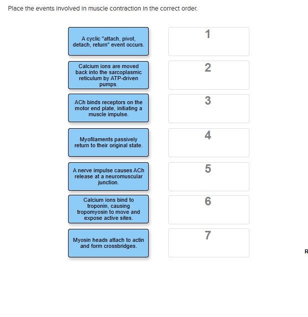 Solved Place the events involved in muscle contraction in | Chegg.com