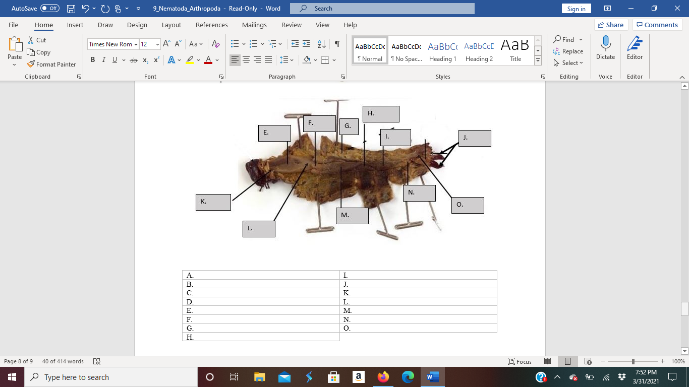 Solved Insects Activity 11. Grasshopper (Romalea microptera) | Chegg.com
