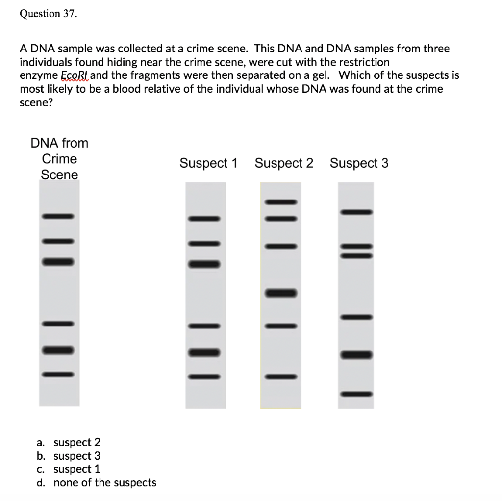 Solved Question 36. A DNA sample was collected at a crime | Chegg.com