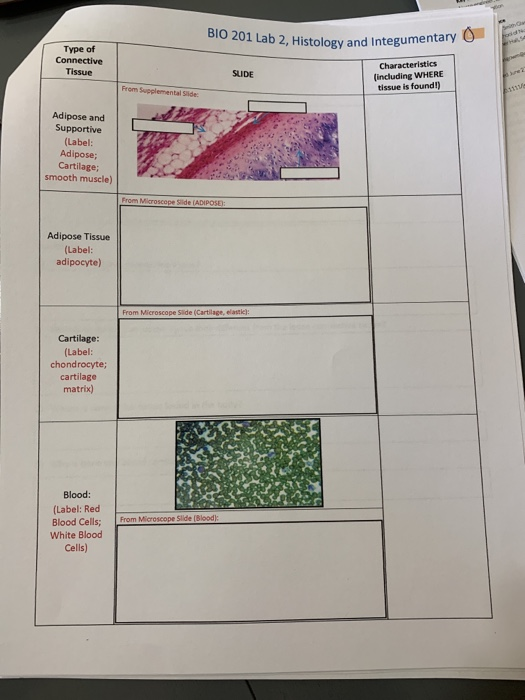 Solved BIo 201 Lab 2, Histology and Integumentary Type of | Chegg.com