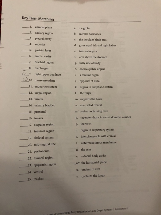 Solved Key Term Matching 1 coronal plane 2. axinary region 3 | Chegg.com