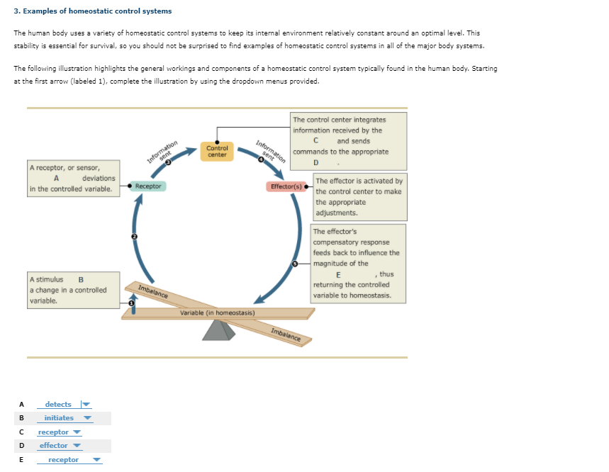 Solved 3 Examples Of Homeostatic Control Systems The Human Chegg