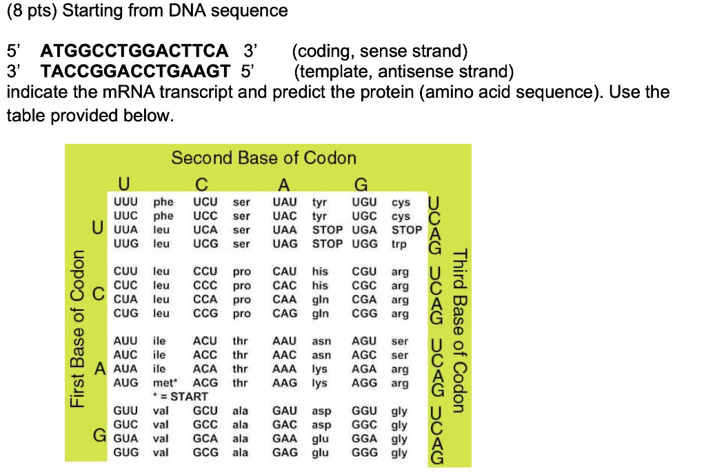 Solved (8 pts) Starting from DNA sequence 5' ATGGCCTGGACTTCA | Chegg.com