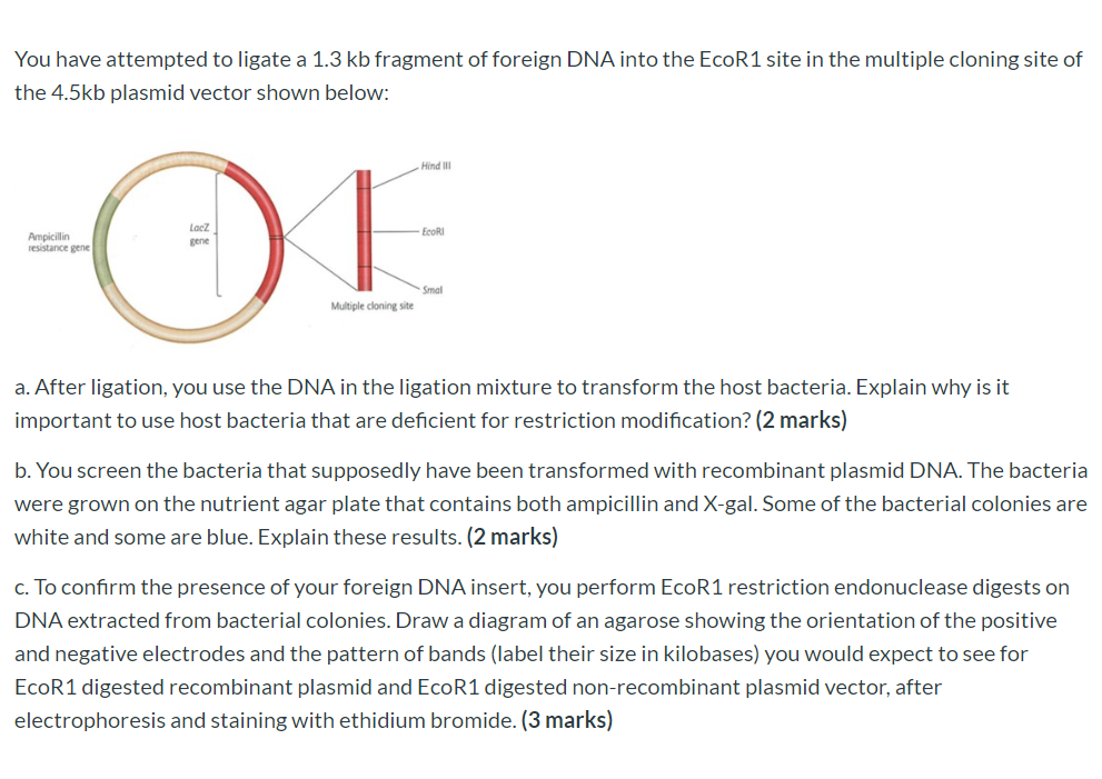 Solved You have attempted to ligate a 1.3 kb fragment of | Chegg.com