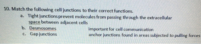 Solved Match the following cell junctions to their correct | Chegg.com