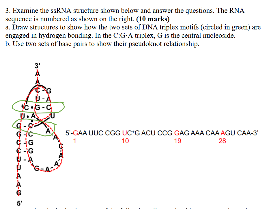 Solved 3. Examine the ssRNA structure shown below and answer | Chegg.com