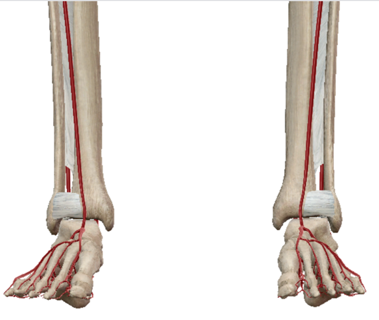 Solved Label Dorsal arteries of the foot. Identify: | Chegg.com
