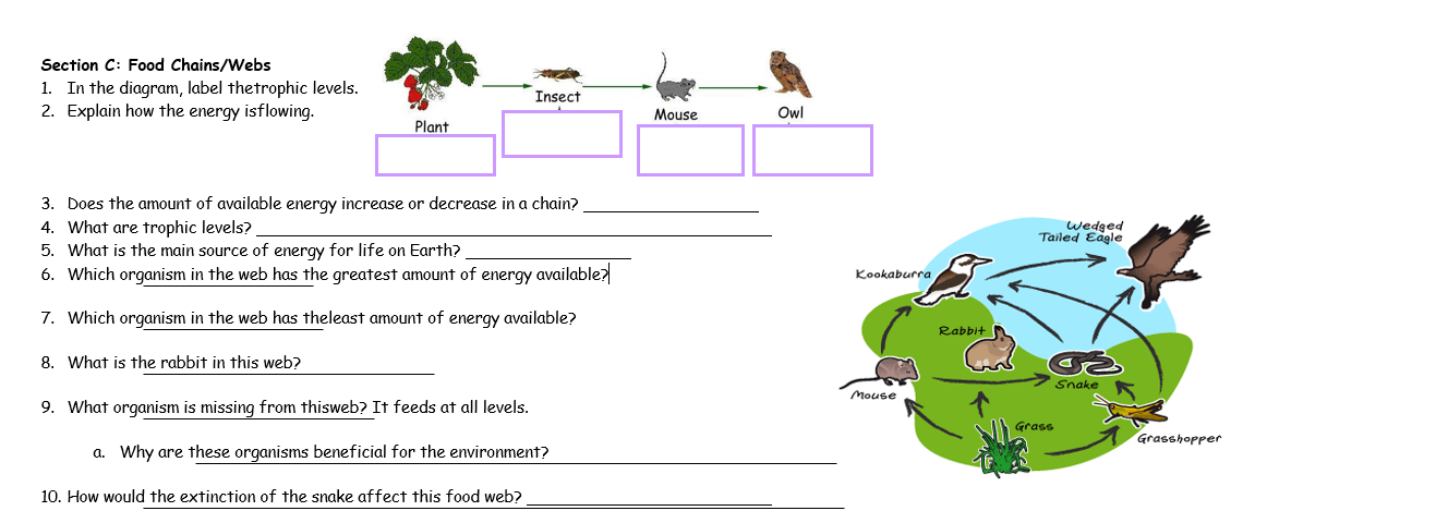 Solved Section C: Food Chains/Webs 1. In the diagram, label | Chegg.com