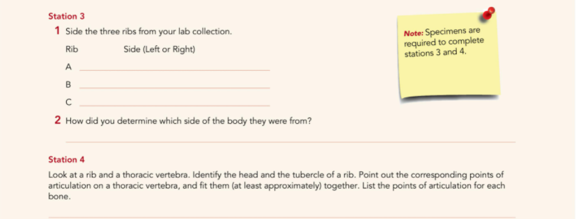 Solved Station 3 Side the three ribs from your lab | Chegg.com