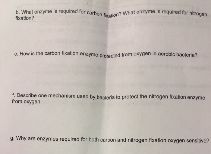 Solved b. Wh fixation? at enzyme is required for carbon | Chegg.com