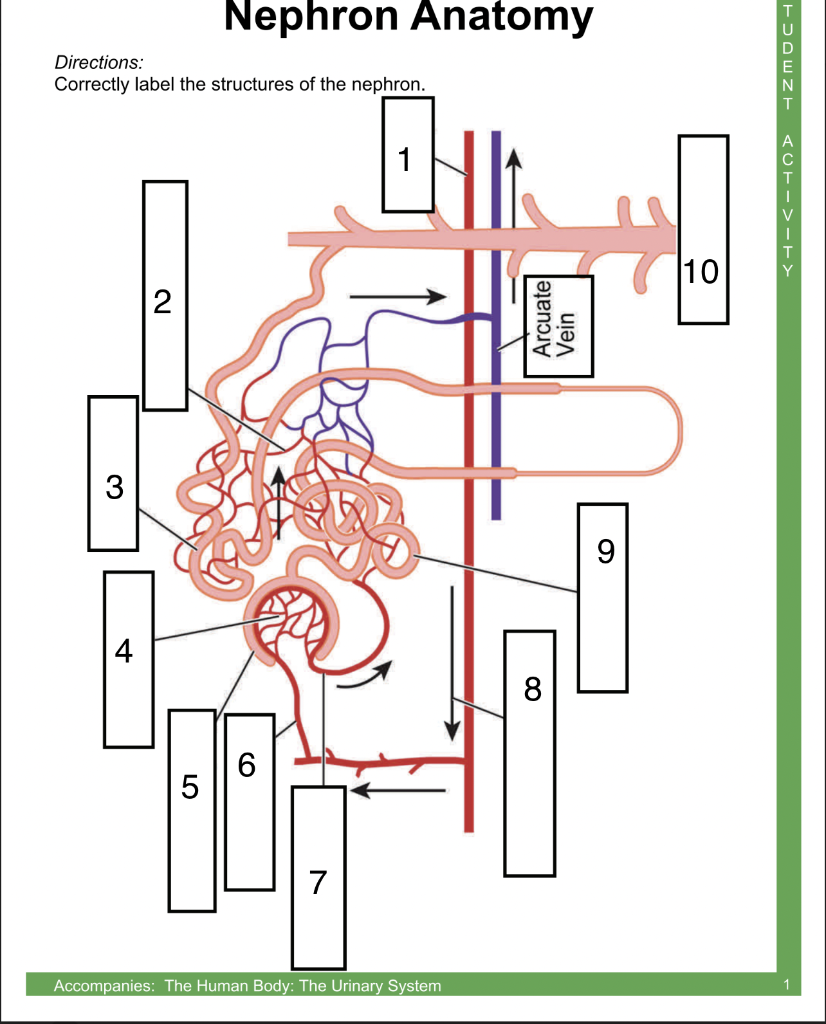 Solved Nephron Anatomy | Chegg.com