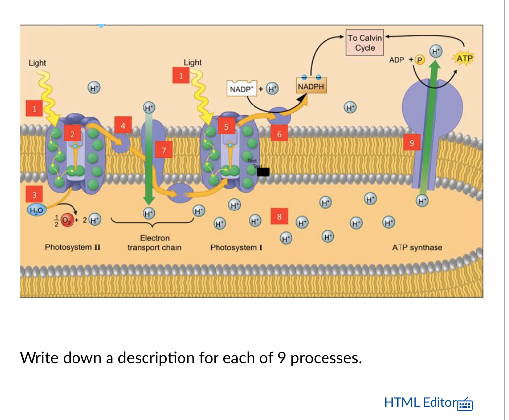Solved To Calvin Cycle (H Light ATP ADP + P Light 1 H NADP+ | Chegg.com