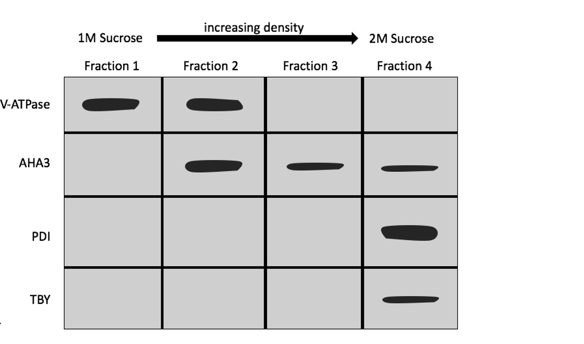 Solved In the following image, the results of a sucrose | Chegg.com