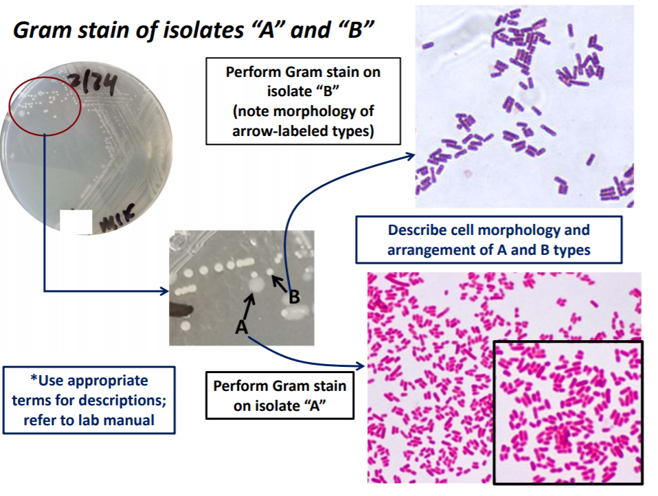 Solved Gram stain/Cellular Morphology Descriptions 1. You | Chegg.com