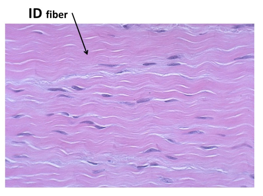 Solved ID Tissue | Chegg.com