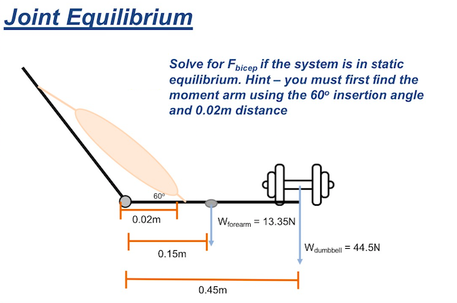 Solved Joint Equilibrium Solve for Fbicep if the system is | Chegg.com