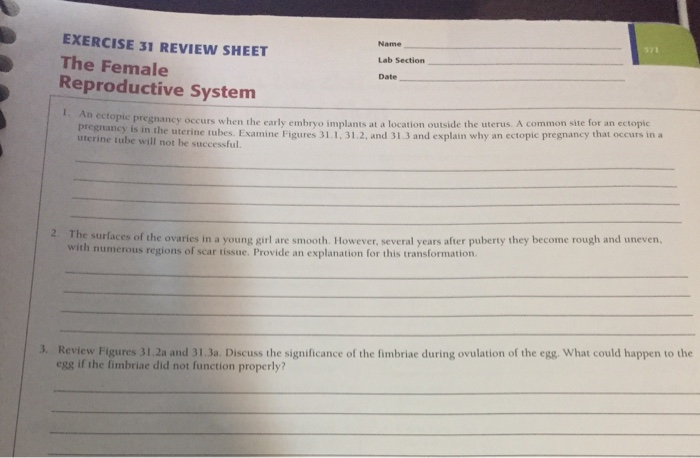 EXERCISE 31 REVIEW SHEET The Female Reproductive | Chegg.com