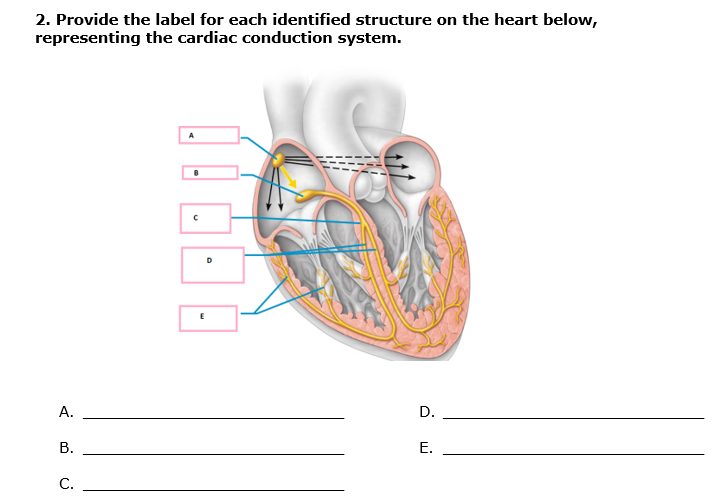Solved 2. Provide the label for each identified structure on | Chegg.com