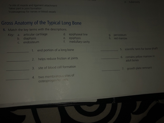 Solved 12Ree Sheet Bone Markings 4. Match the terms in | Chegg.com