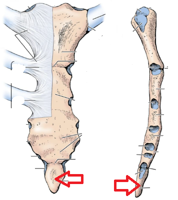 Xiphoid Process Lump Symptoms