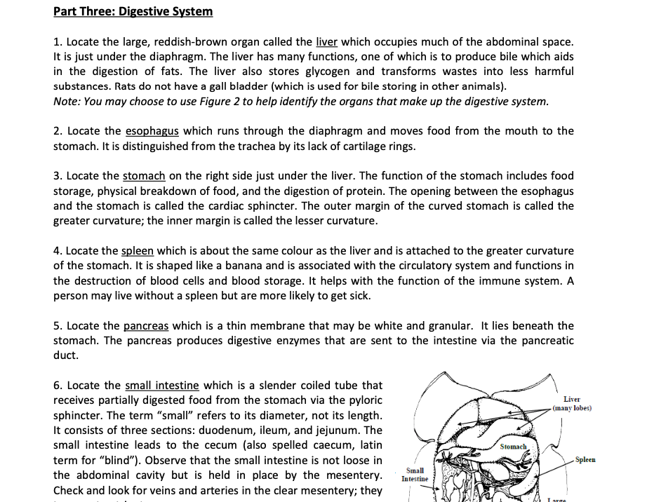 Solved Taris Instructions: Part One: External Anatomy 1. | Chegg.com