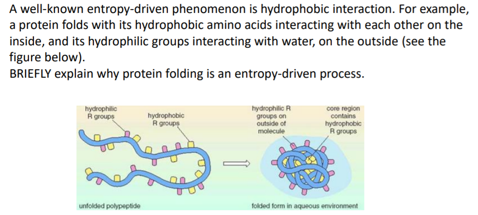 Hydrophobic Interaction Between Amino Acids
