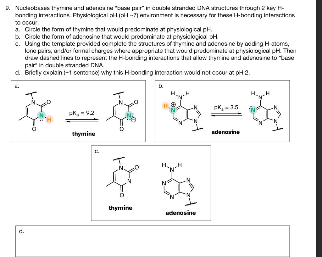 Solved 9. Nucleobases thymine and adenosine "base pair" in | Chegg.com