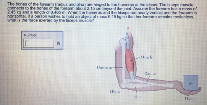 Solved The bones of the forearm (radius and ulna) are hinged | Chegg.com