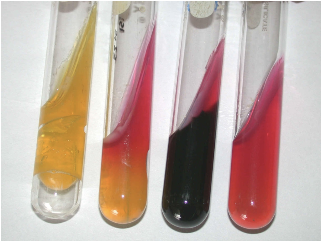 Solved KIA: 1. How do we record these various KIA reactions, | Chegg.com