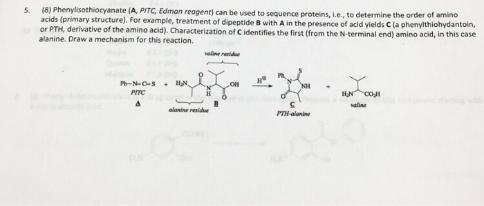 Solved (8) Phenylisothiocyanate (A, PITC, Edman reagent) can | Chegg.com