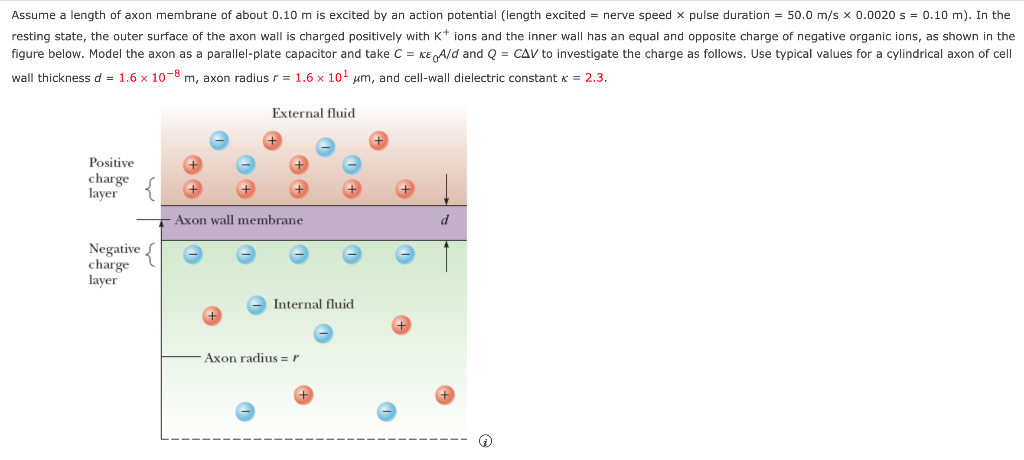 Solved figure below. Model the axon as a parallel-plate | Chegg.com