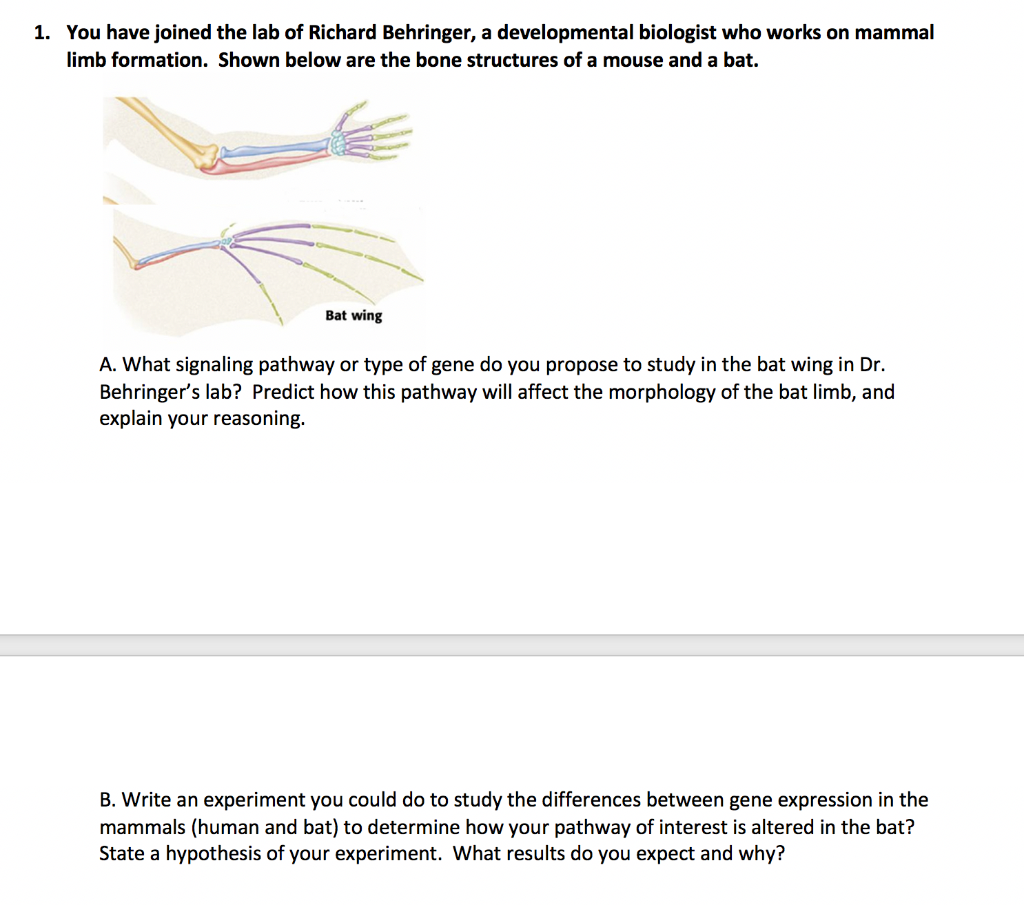 Solved 1. You have joined the lab of Richard Behringer, a | Chegg.com