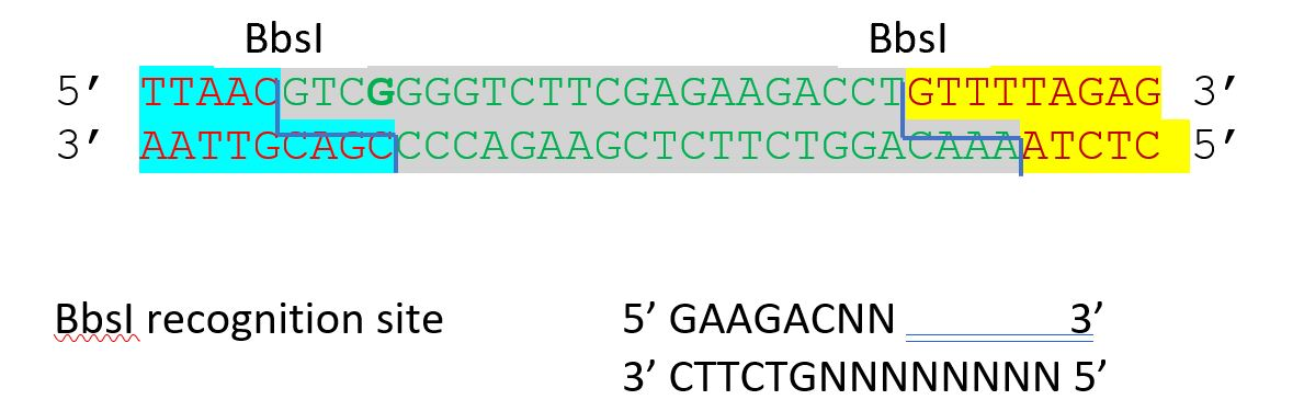 Solved CRYSPR background. We discussed the CRYSPR system | Chegg.com