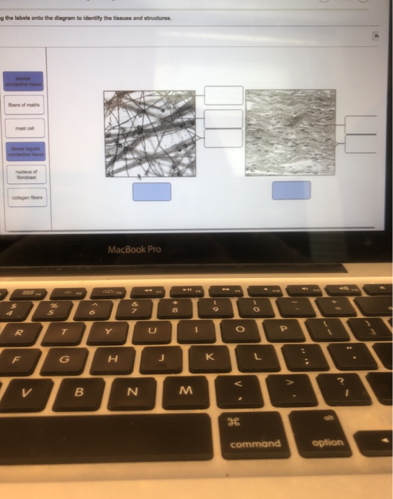 Solved Drag the labels onto the diagram to identify the | Chegg.com