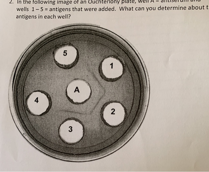 Solved in the following image of Ouchterlony plate, well A= | Chegg.com