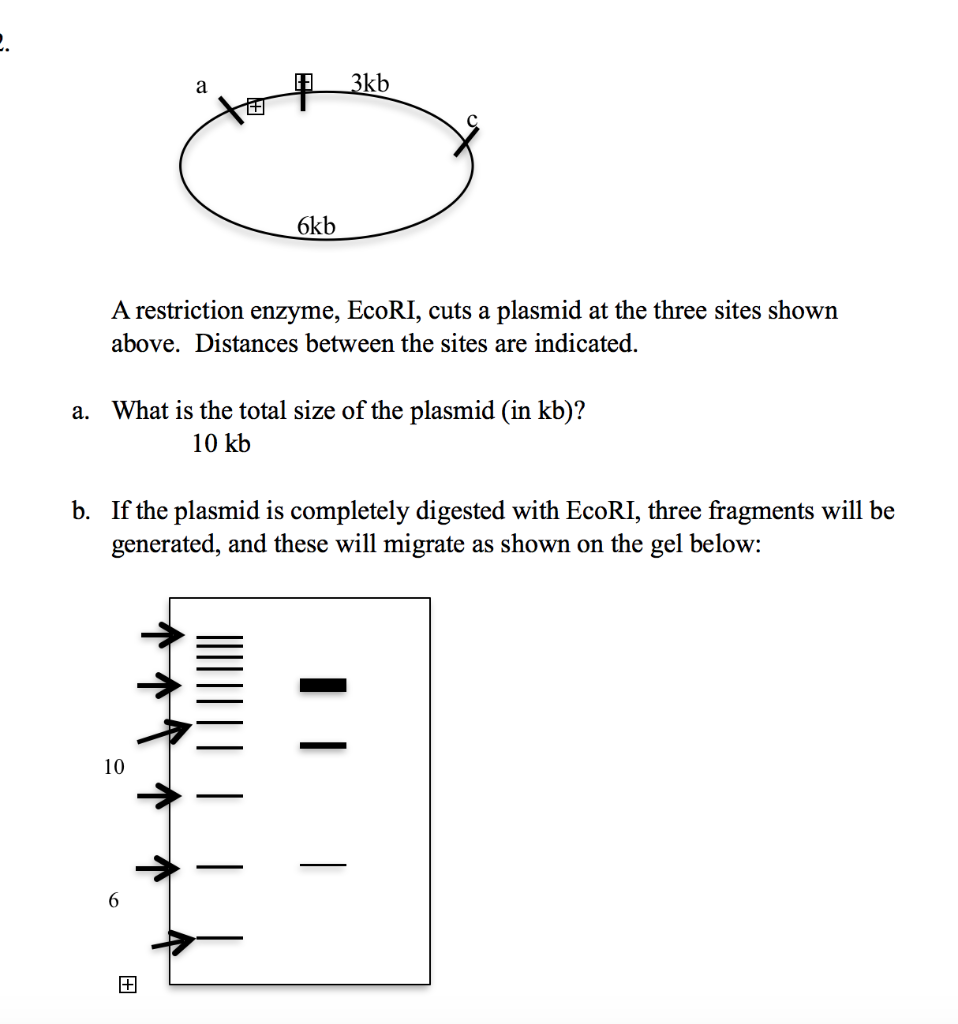 Solved a 3kb 6kb A restriction enzyme, EcoRI, cuts a plasmid | Chegg.com