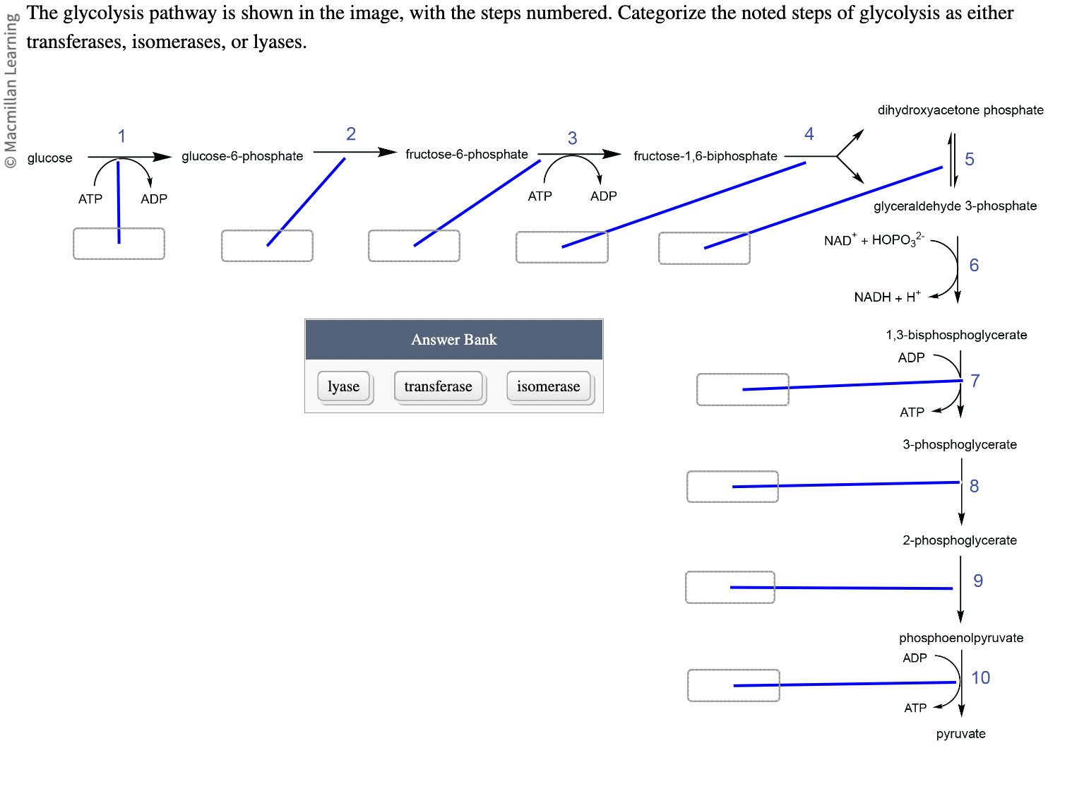 Solved The glycolysis pathway is shown in the image, with | Chegg.com