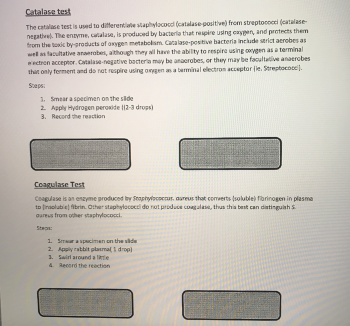 Staphylococcus Aureus Catalase Test