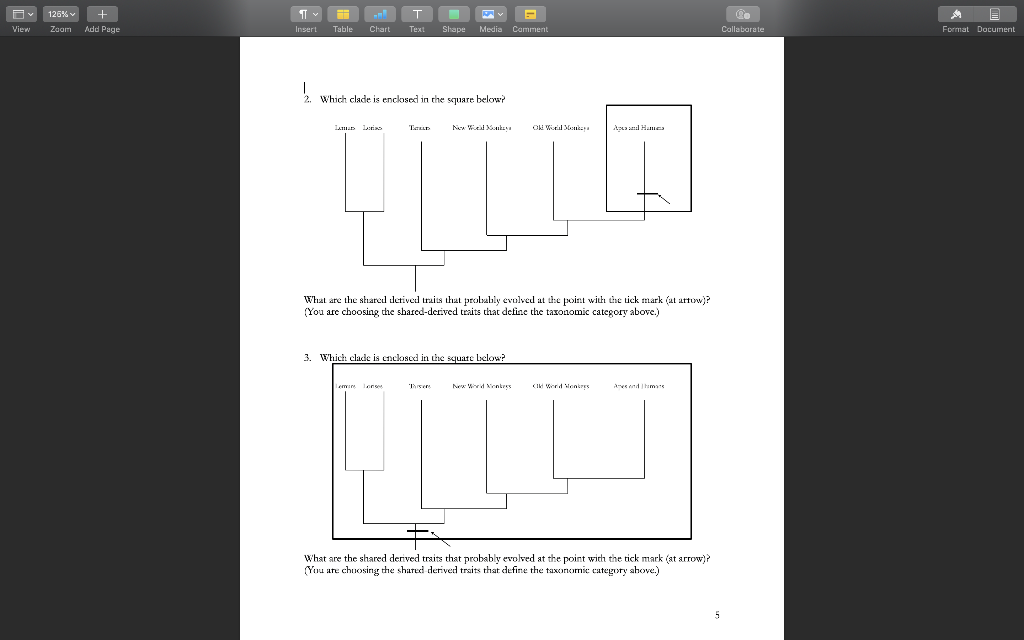 Each primate clade has shared derived characteristics | Chegg.com